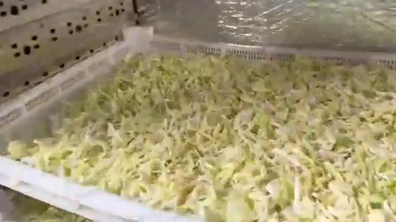 Cassava Garri Processing Dryer Machine Gari Making Blueberry Potato ...