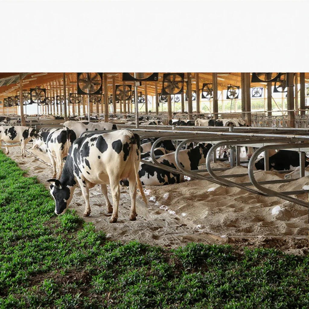 Modern Farmhouse Design Light Steel Structure Cow Dairy Farm Shed Easy ...