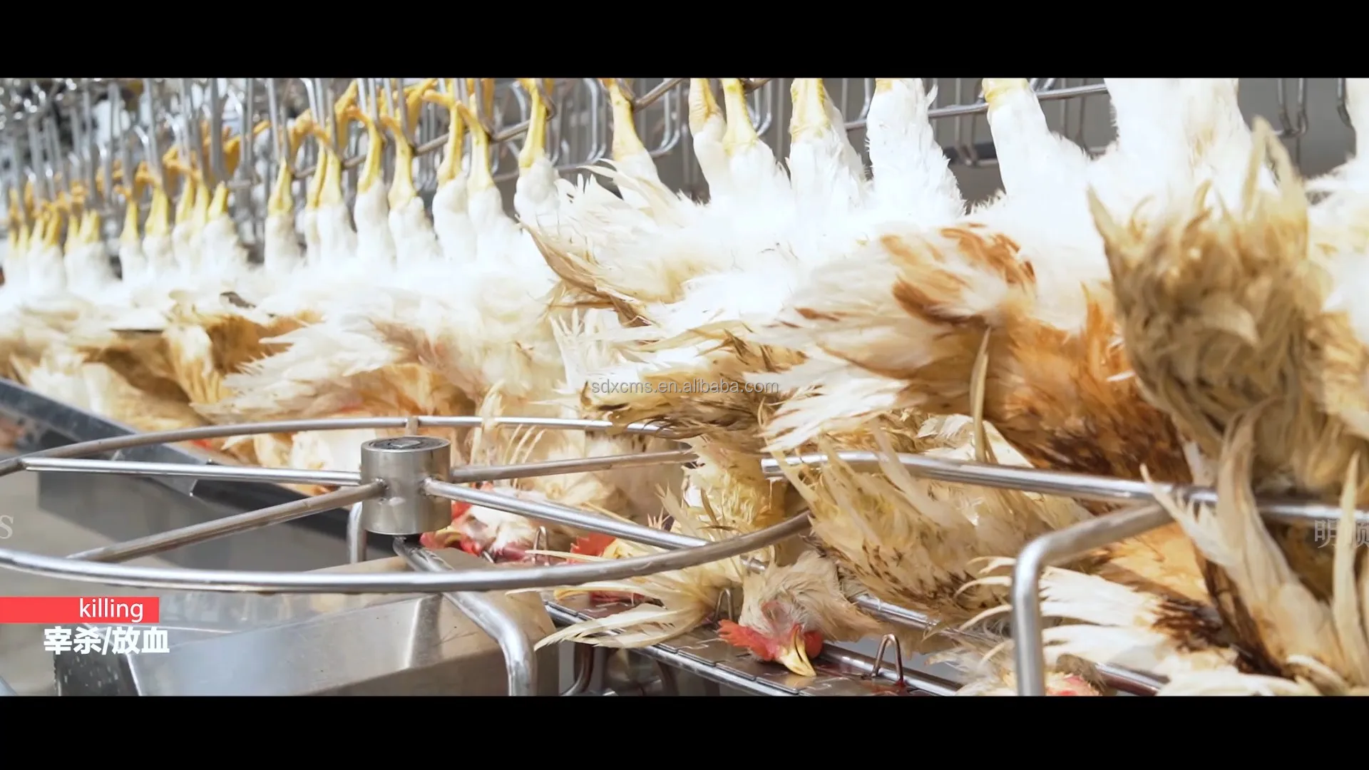 Automatic Chicken Slaughtering Machine with Integrated Feather Removal ...