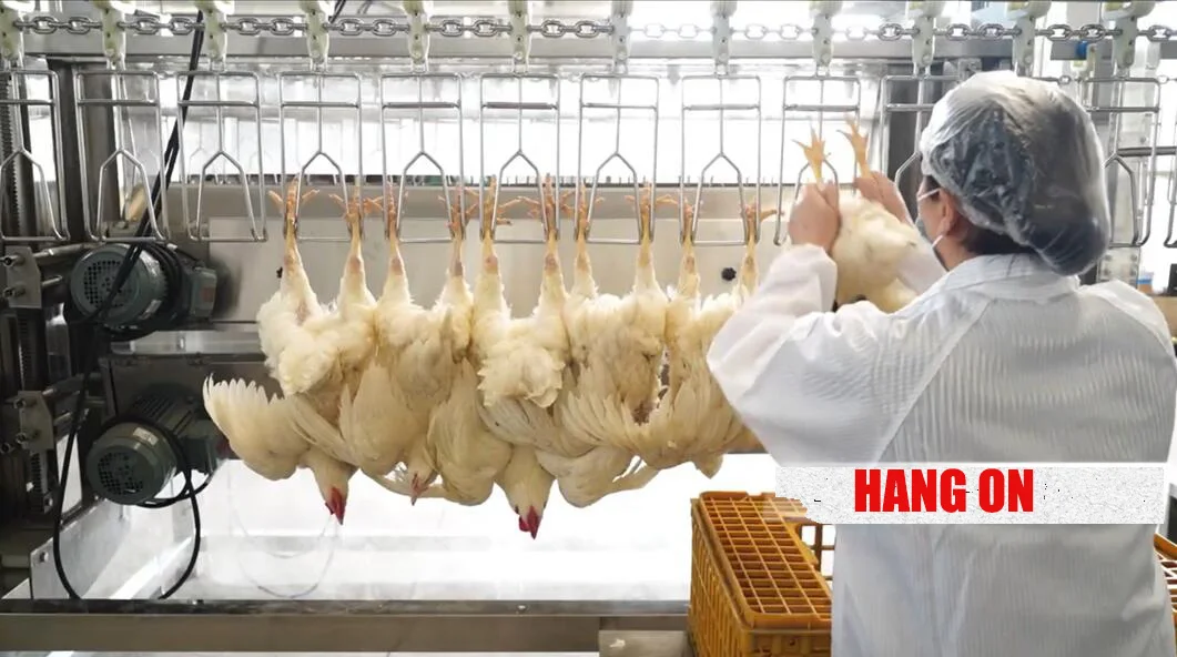 High Efficiency Chicken Slaughter Machine - XINBAIYUN