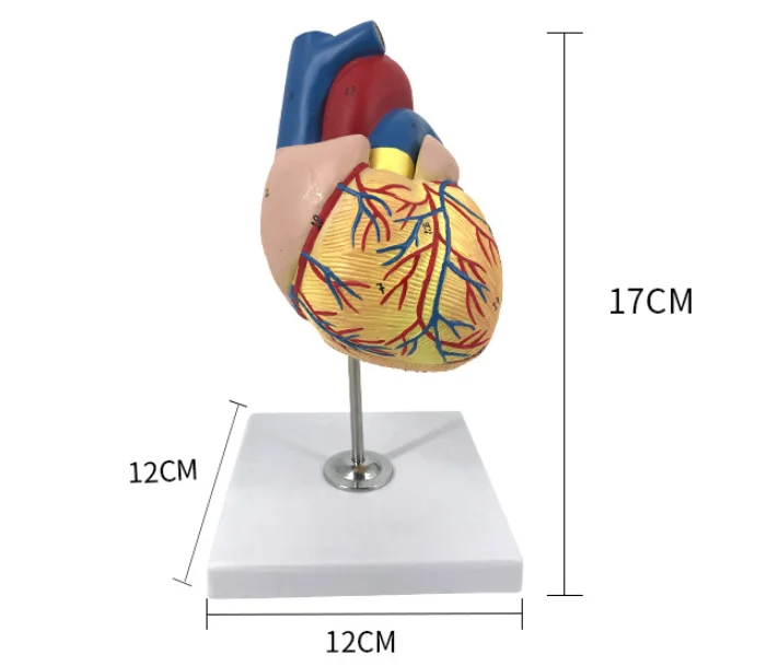 Human Heart Bypass Surgery Training Model for Medical Science
