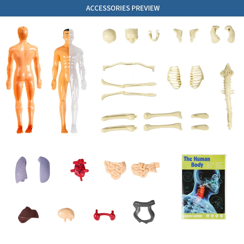 Human Body Organ Assemble Jigsaw Skeleton Anatomy Model For Teaching ...