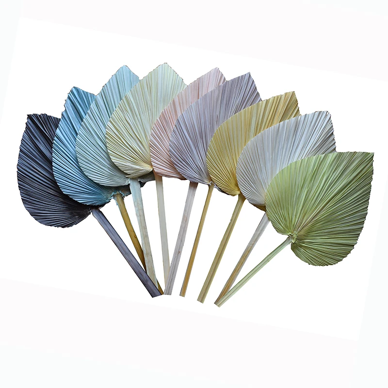 Wholesale Forever Flowers Eternal Preserved Palm-leaf Fan/ Livistona Chinensis Customize Colors ...