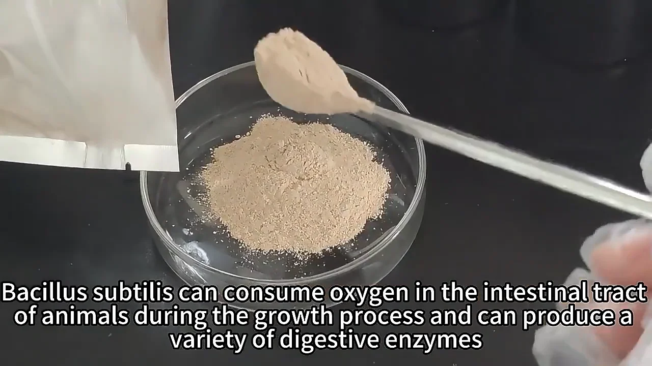 Probiotic Feed Supplement Probiotics Bacillus Subtilis Premix For ...