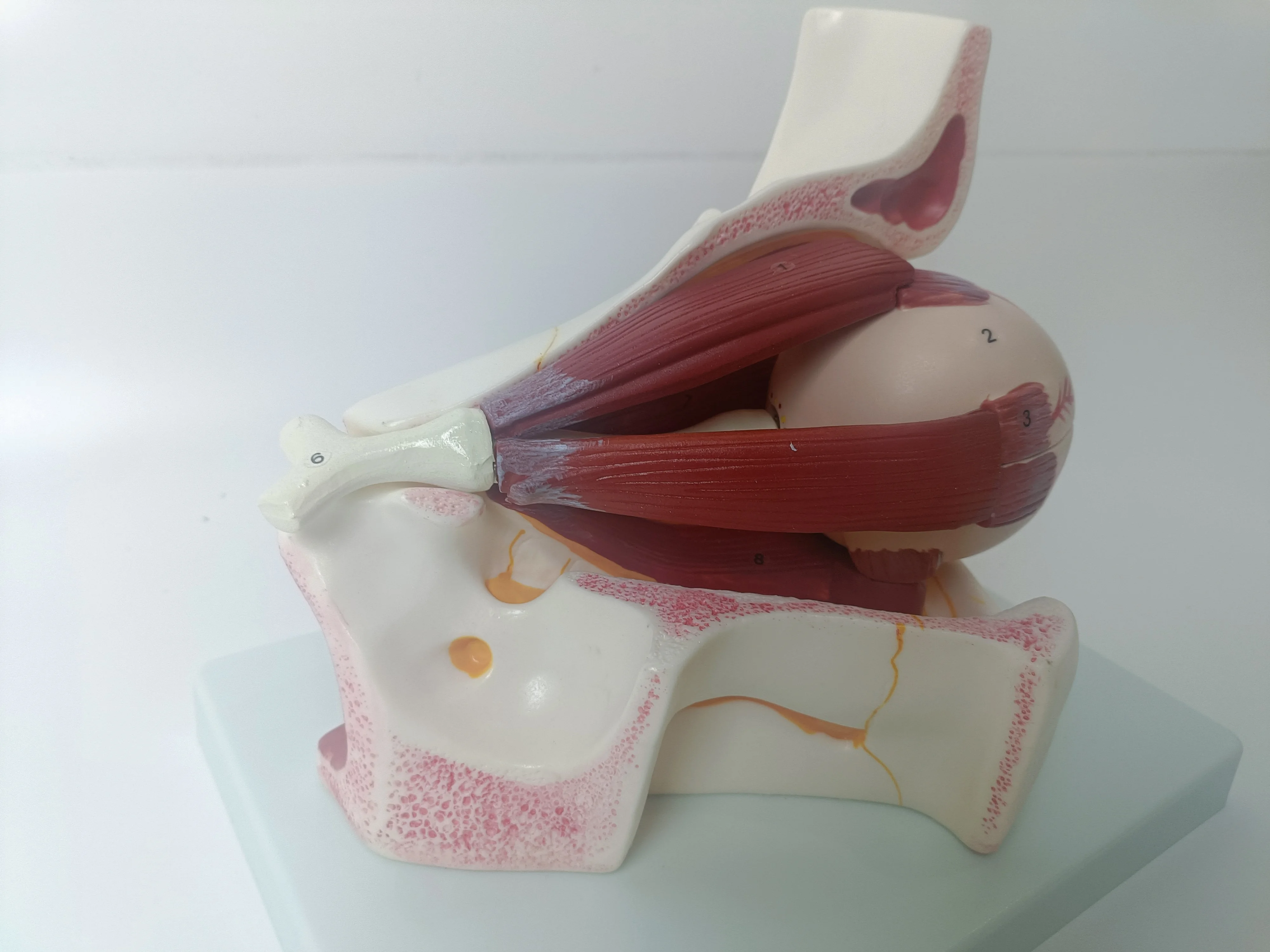 Medical Science Anatomy Human Educational Teaching Eye With Orbit Model ...