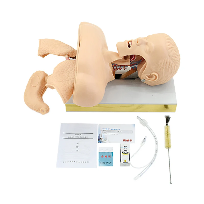 Adult Endotracheal Intubation Training Model - Buy Endotracheal ...