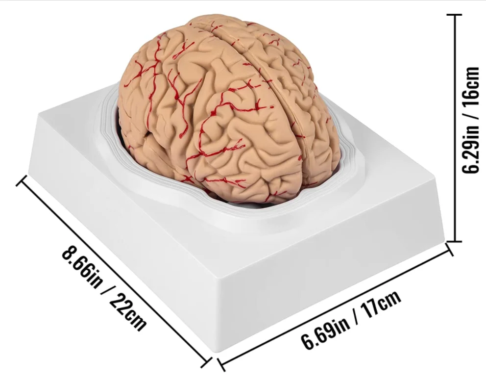 Medical Science Human Brain Model - 9-Part Anatomy Display