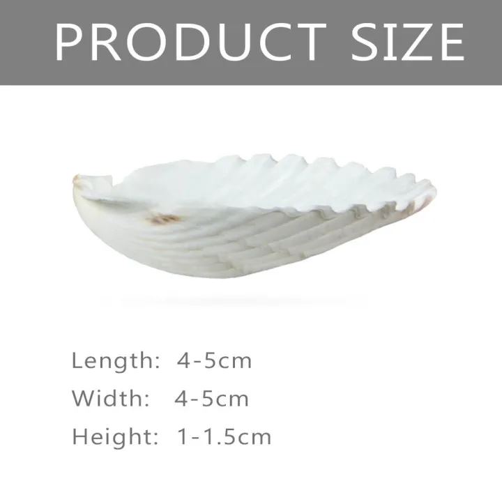 4-6 cm Grill Natural Seashells Marine Style Decoration Microlandscraft ...