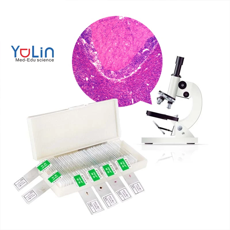 Medical Sciences Biology Human Pathology Prepared Slides Human ...