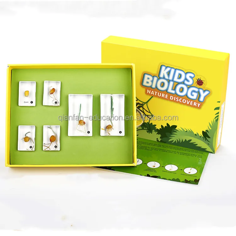 Different Specimen Box Butterfly Resin Embedded Specimen Kids Toys ...