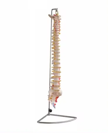 Life-size Vertebral Column Human Spine Model Medical Skeleton Model ...