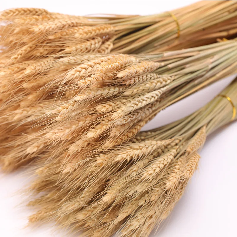 Wheat Stalks Bundle