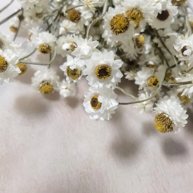 White Daisy Winged Everlasting Plants - Dried Ammobium Alatum