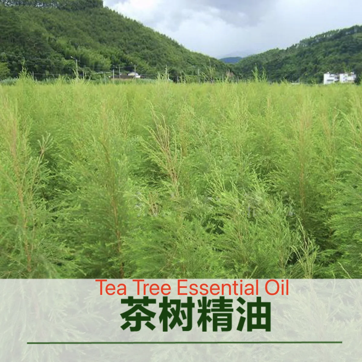 Wholesale Pure Tea Tree Essential Oil In Bulk 200l Drum Aroma Tea Tree ...