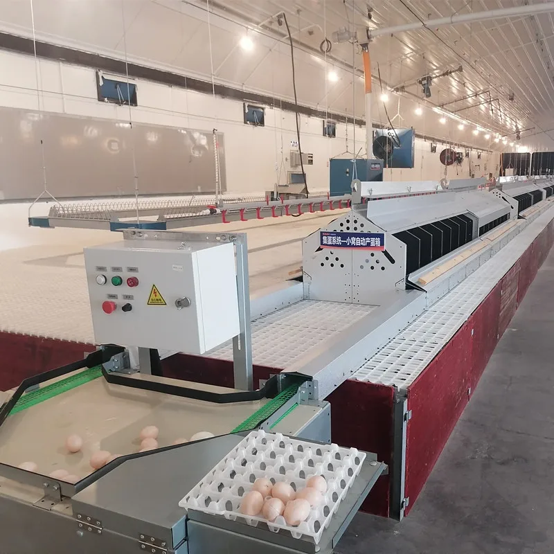 Automatic Chicken Egg Collecting System - Efficient & Reliable
