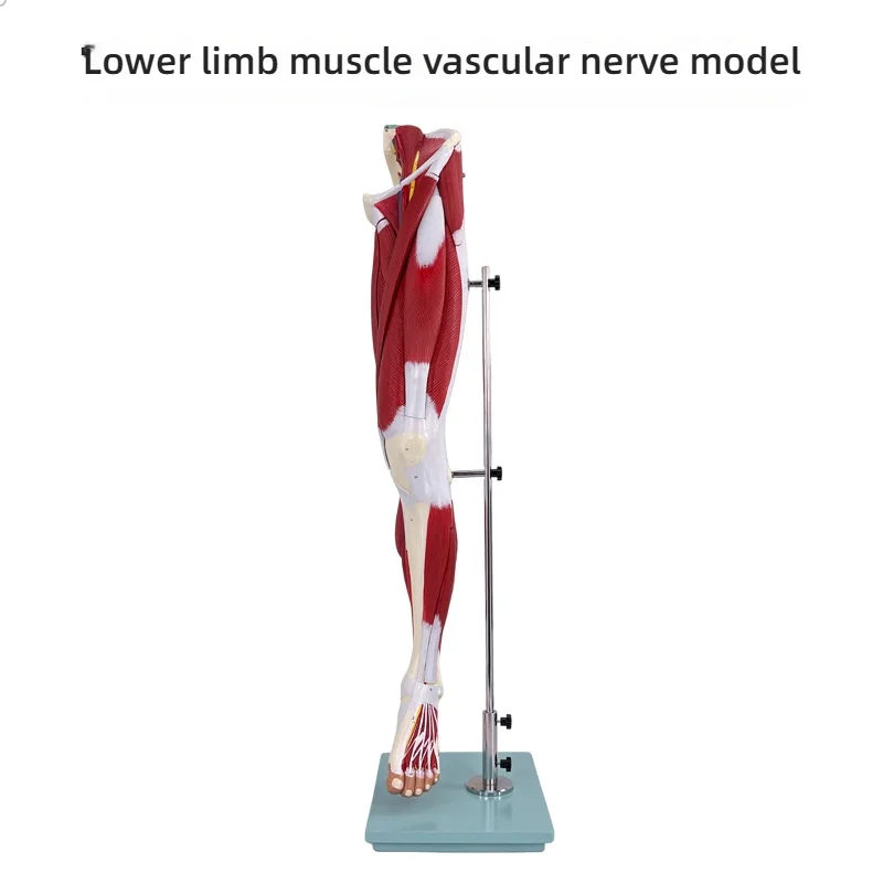 Life-Size PVC Musculoskeletal Anatomy Model of Lower Limb for Medical ...