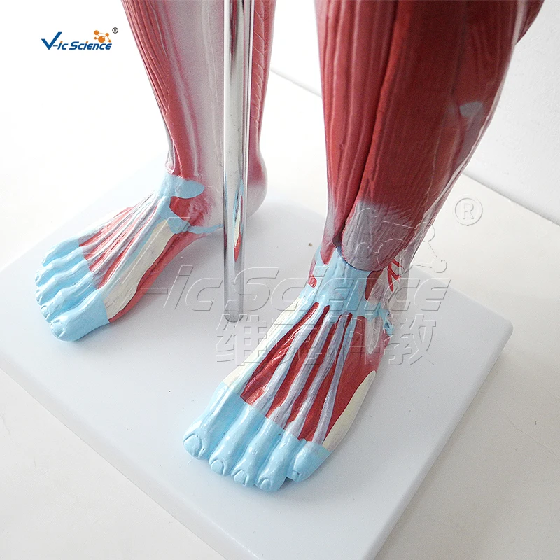 80cm Human Muscles Model Male (27 Parts) Anatomical Model Human Anatomy ...