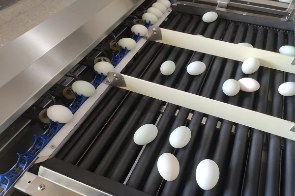 Automation Electronic Egg Grader Egg Selecting Machine Egg Grader ...