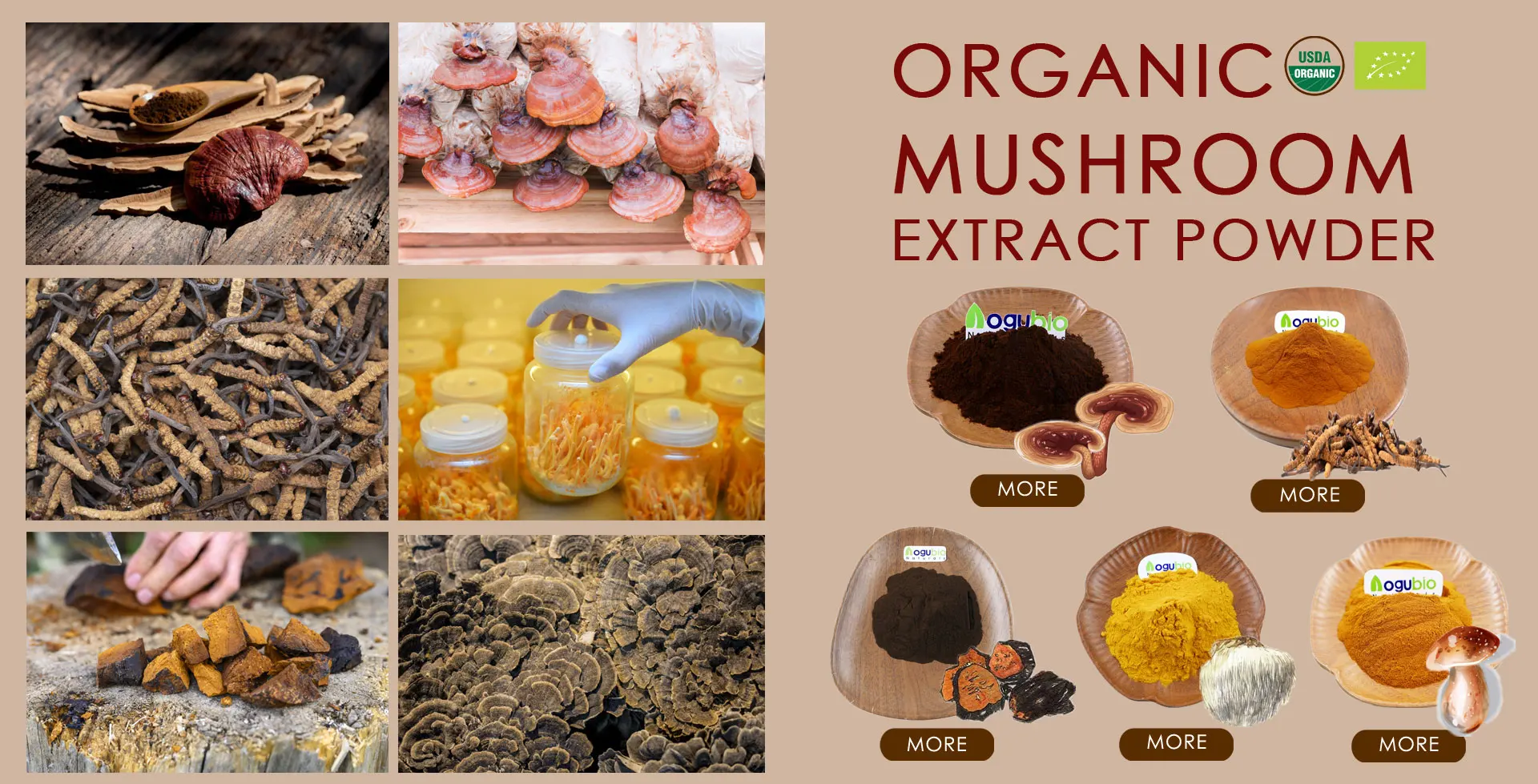 Organic Pure Poria Cocos Extract 50 Polysaccharides Free Sample Poria