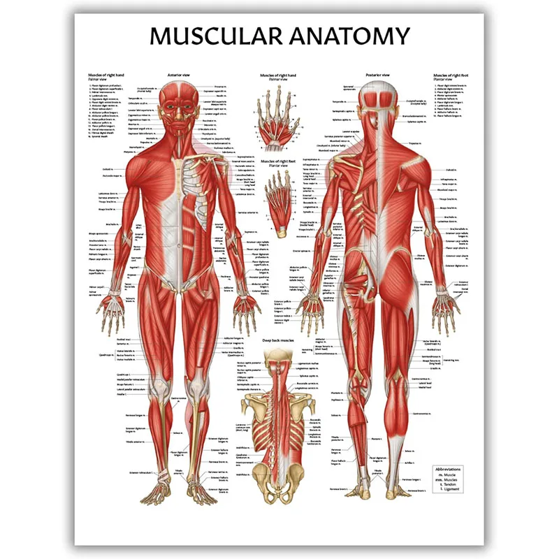Muscular Skeletal Anatomy Poster Set Anatomy And Physiology Poster Muscles Diagram Human Anatomy ...