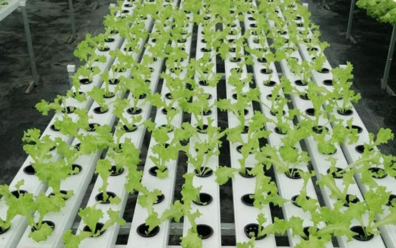 Hydroponic Farming Gully Hydroponic Nft Nft Gully - Buy Agricultural ...