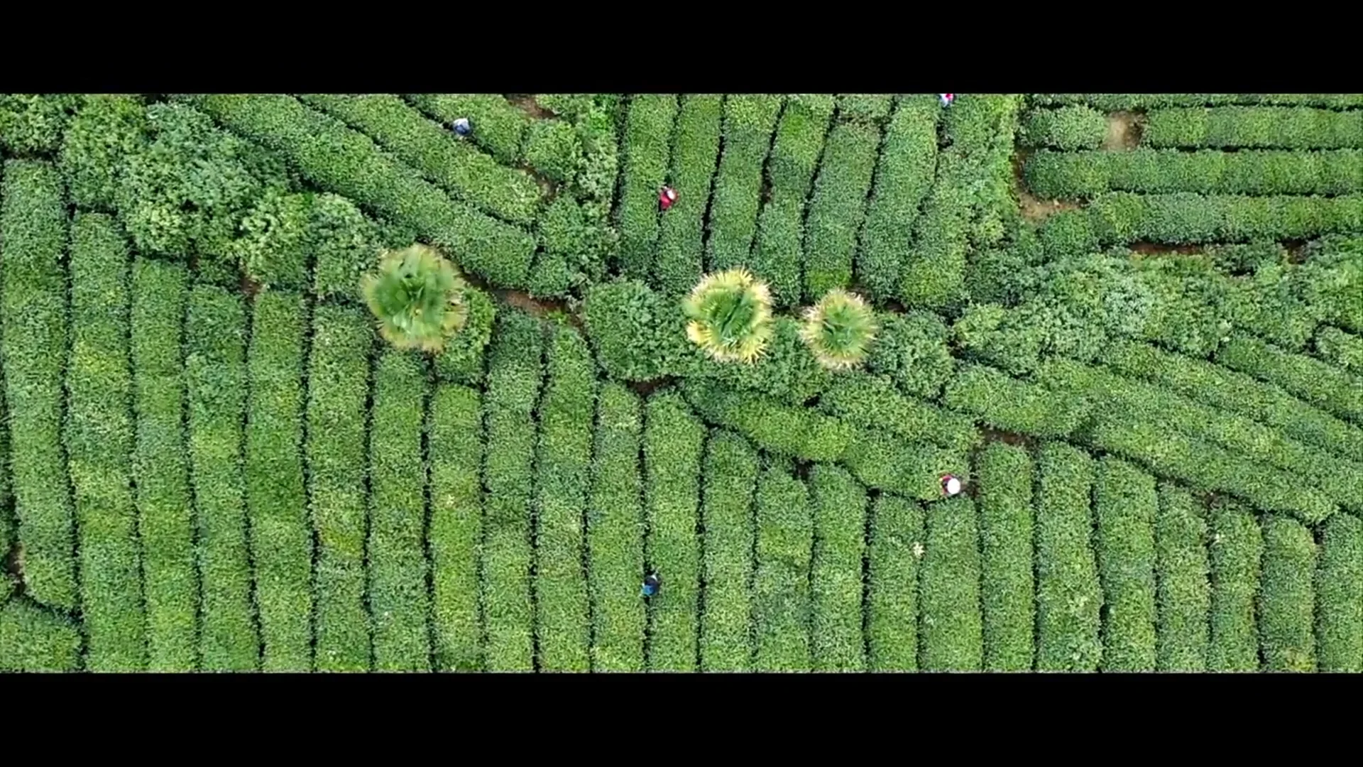 Top Quality 100% Pure Japanese Matcha Powder Organic Matcha Green Tea ...