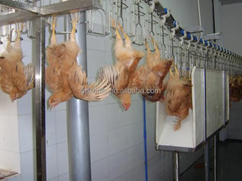 Poultry Slaughtering Line Water Type Chicken Stunning Machine Electric ...