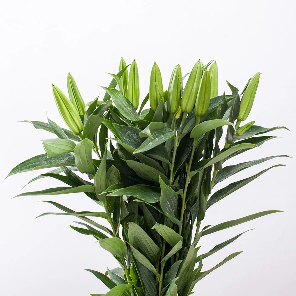 Wholesale Fresh Cut Lily Flower Yellow King One Head Lily /lilium ...