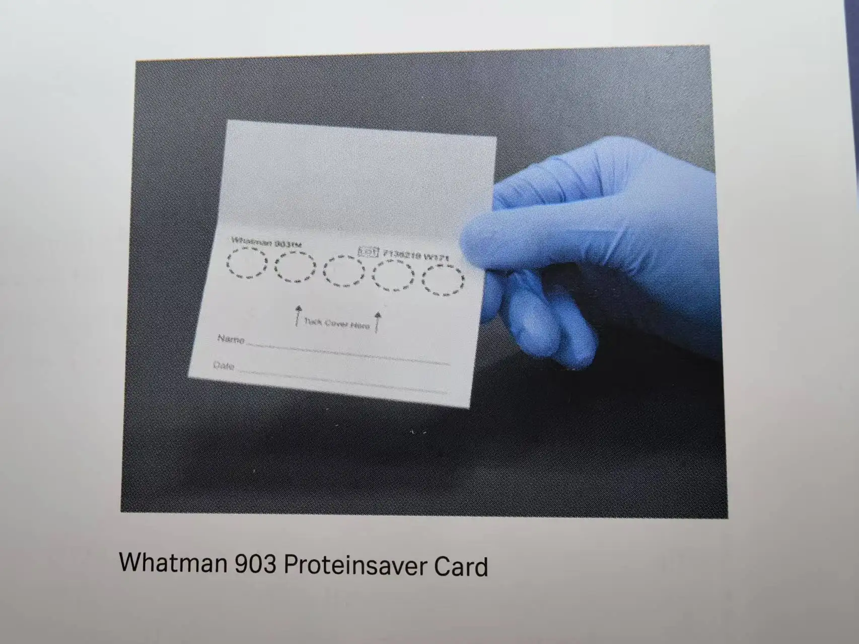 Whatman 903 Proteinsaver Blood Spot Card - Five Spot DBS