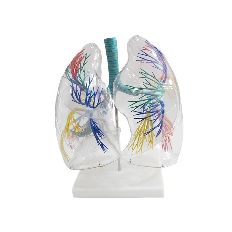 Model Of The Transparent Lung Segment Model Of Human Body Organs Lung ...