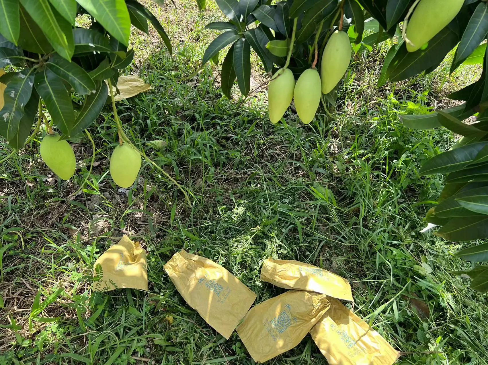 Customized Mango Covering Bags Mango Fruit Protection Paper Bag Fruit ...