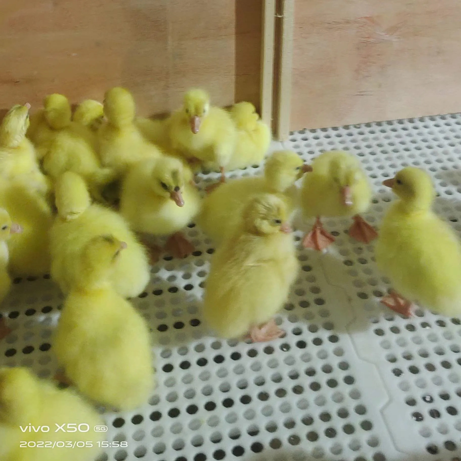 100*50cm Chicken Floor Plastic Slatted Floor Egg Breeder Hens Slat ...