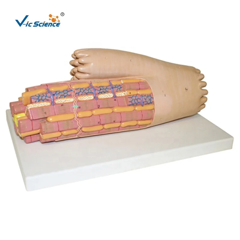 Anatomical Model Of Myocardial Stent Cardial Muscle Model - Buy ...