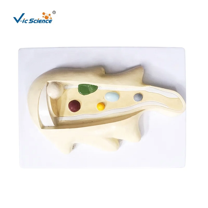 Amoeba Proteus Model model of cell biological model teaching aids ...