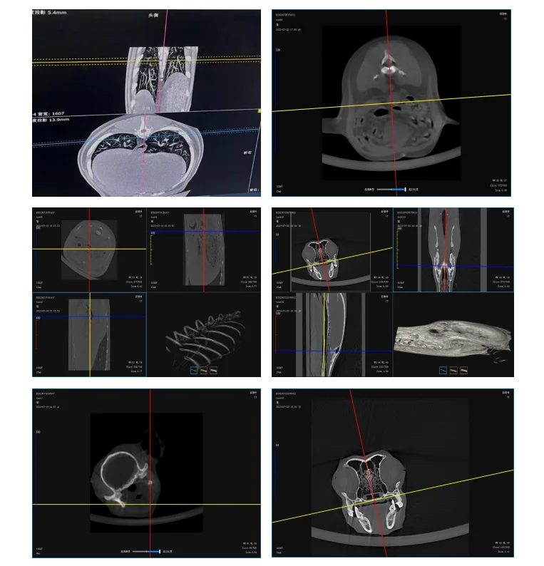 Hospital Digital Radiography Computed Tomography Veterinary Pet Medical ...