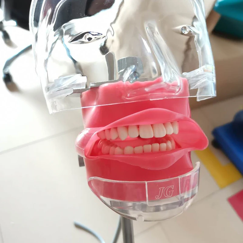 Dental Simulator Manikin Phantom Head Model With 28 Pcs Typodont Resin ...