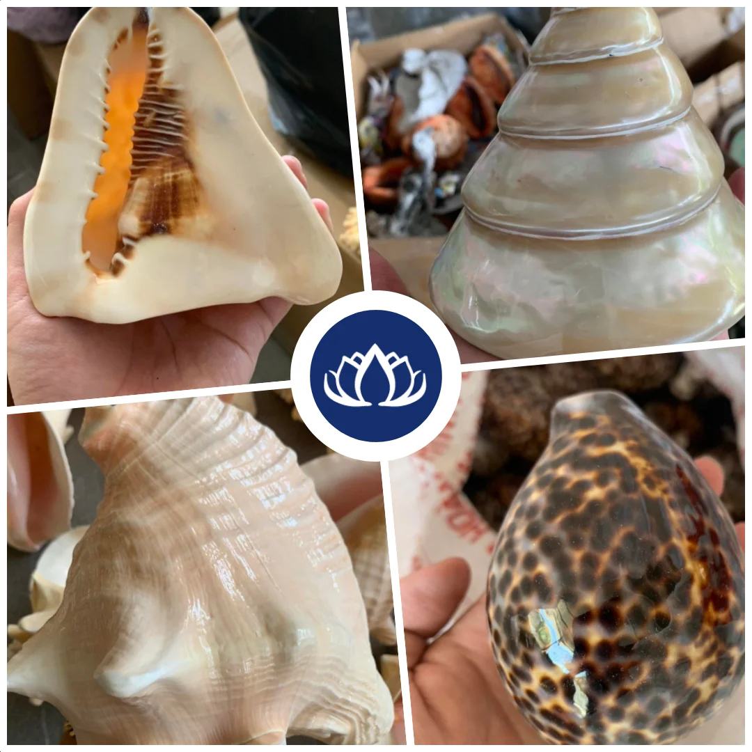 Vietnam Breastfeeding Baby Shells Seashell Limpet Handicraft for Bra ...