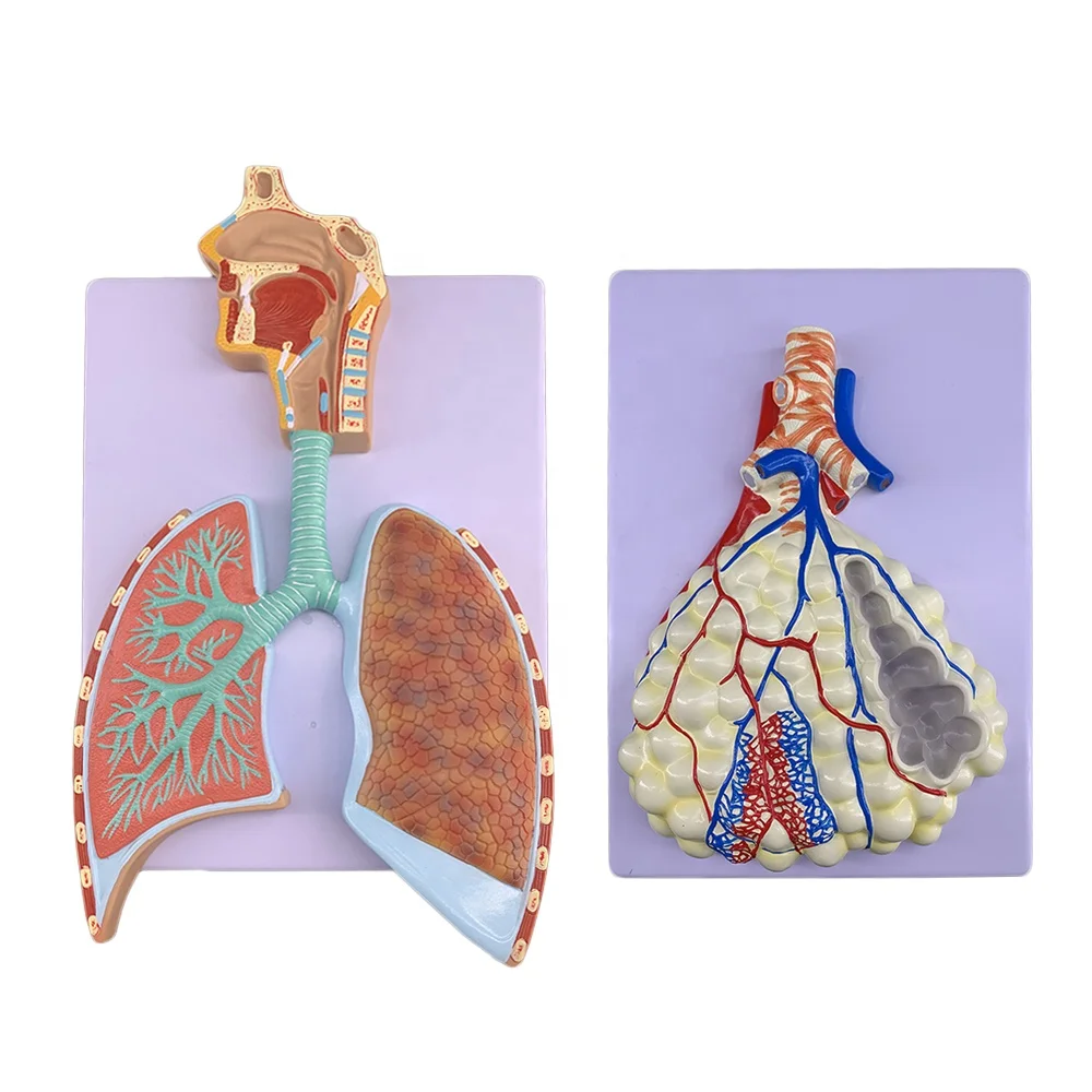 Medical Model of Human Respiratory System, Lung Anatomy, Alveolar ...