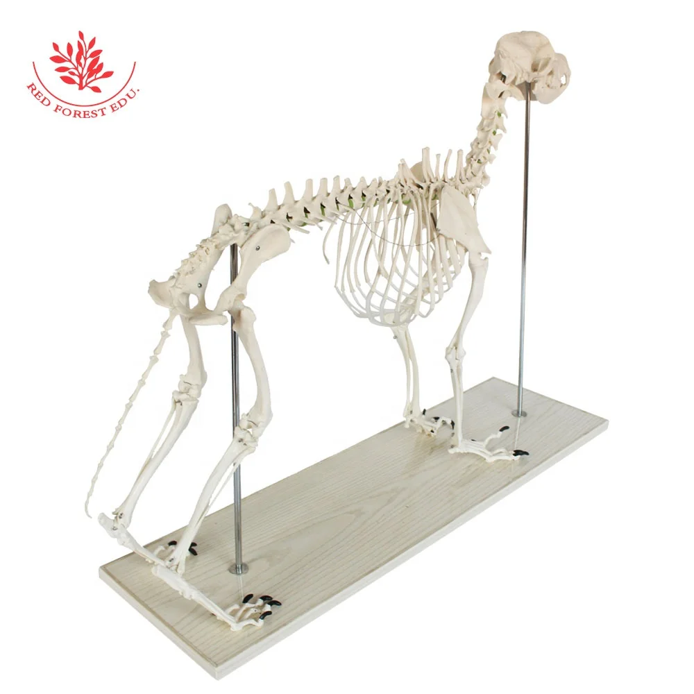 Veterinary Model Biology Anatomical Teaching Medical Science Animal Dog ...