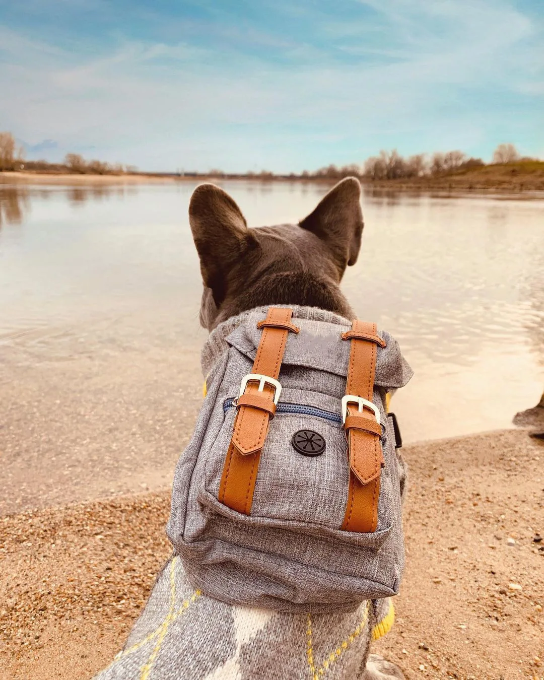 Cute Pet Backpack - Large-Capacity Dog Snack Bag