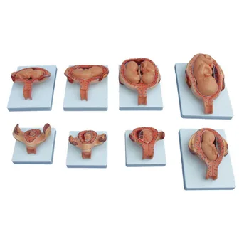 Fetus Development Models,Uterus And Embryo Anatomy Models - Buy Fetus ...