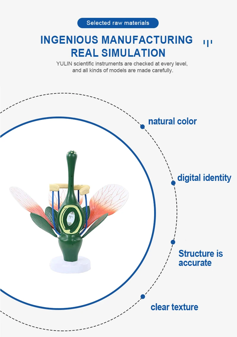 Peach Flower Model Plant Anatomical Model Dicotyledonous Flower ...