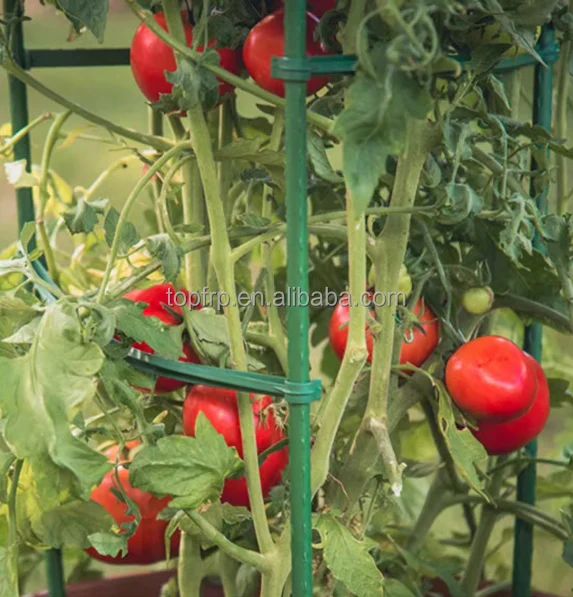 Heavy Duty Tomato Trellis For Garden Vertical Climbing Plants Flowers ...
