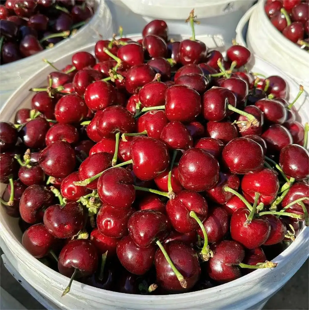 High Grade Delicious Cherry Natural Fresh Seasonal Fruit Cherry ...