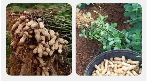 China Factory Cheap Price Wholesale 50/60 Raw Red Skin Round Peanut ...