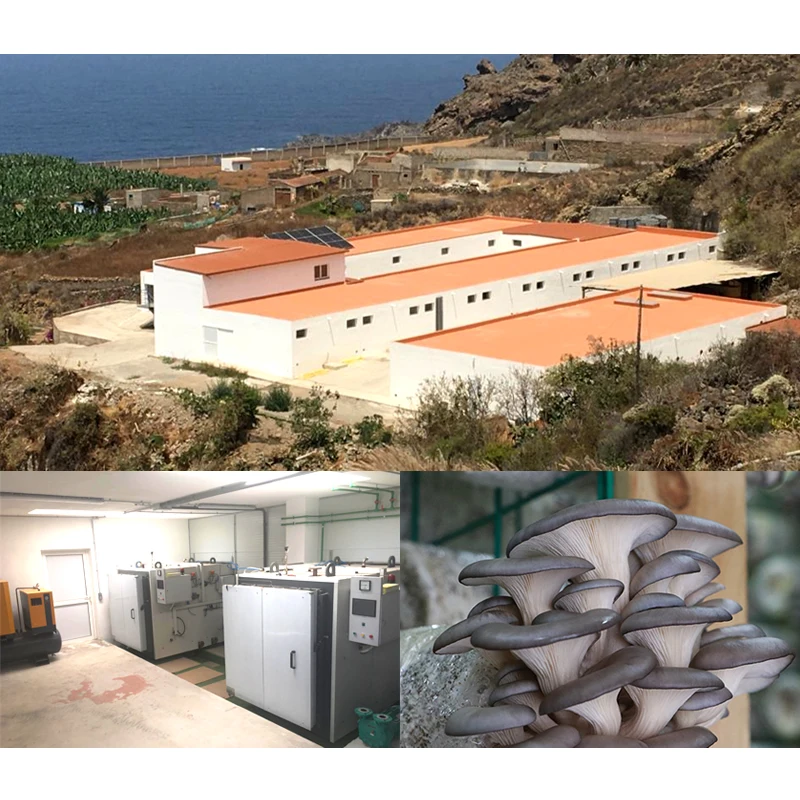 Button Mushroom Farm Design and Equipment by SATRISE