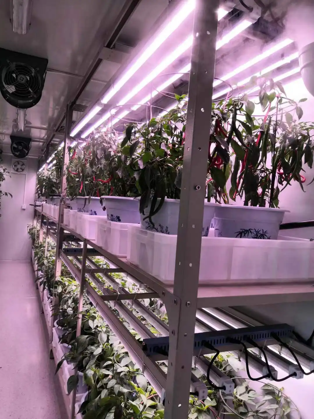 Skyplant Vertical Farming - Hydroponic Container Greenhouse