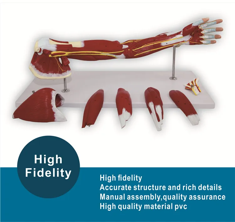 High Quality PVC Human Arm Muscles Model - 7 Parts Anatomy
