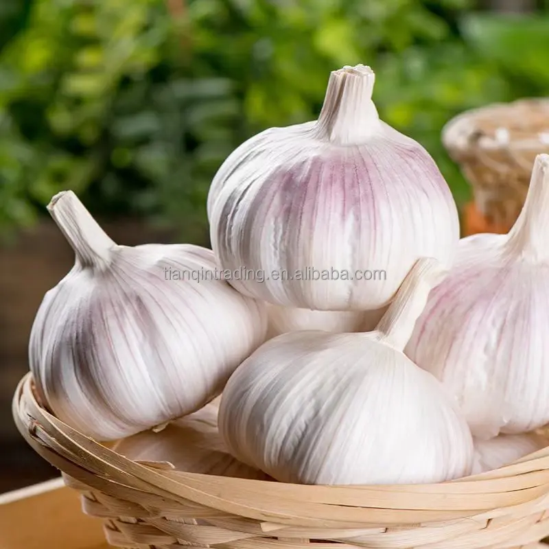 Jining Factory Export Pure White Fresh Garlic Price Fresh and High ...