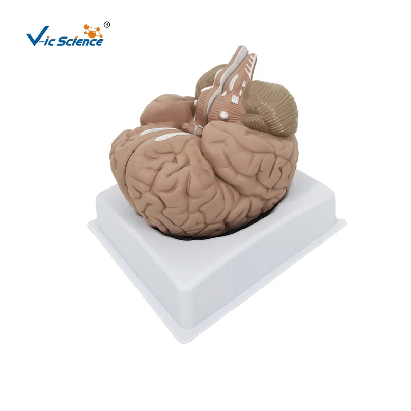 Basic 2-Part Brain Model Anatomy Model science anatomy models| Alibaba.com